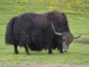 Watchon Animal Alphabet | Talking abc Wikia | Fandom