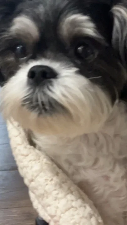 Roxie The Dog | Talking Ben Outfit7 Wiki | Fandom