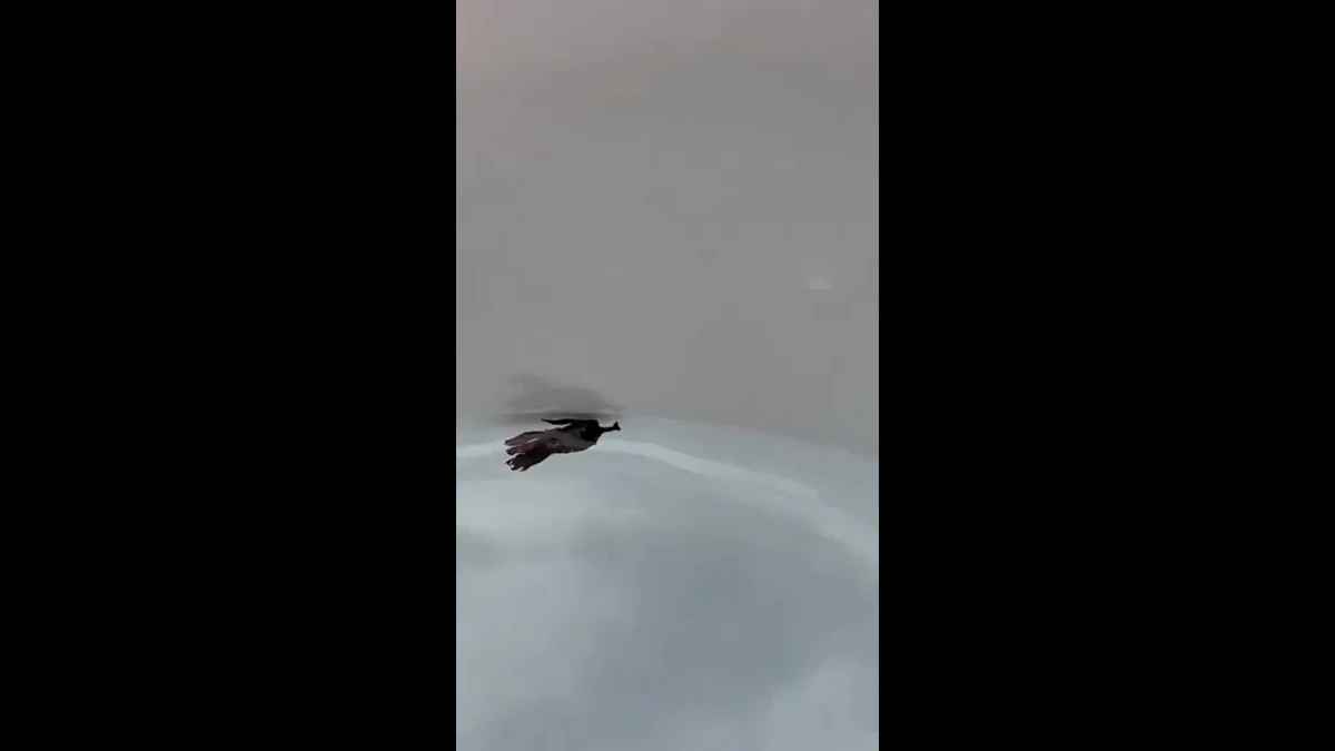 Leafy | Talking Ben Outfit7 Wiki | Fandom