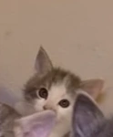 The Random Gibsons | Talking Kitty Cat Wikia | Fandom