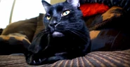 Sylvester | Talking Kitty Cat Wikia | Fandom