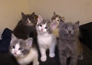 Random Kitty | Talking Kitty Cat Wikia | Fandom