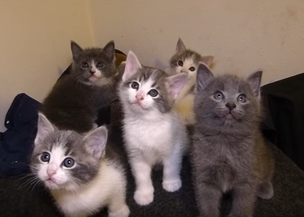 The Random Gibsons Talking Kitty Cat Wikia Fandom
