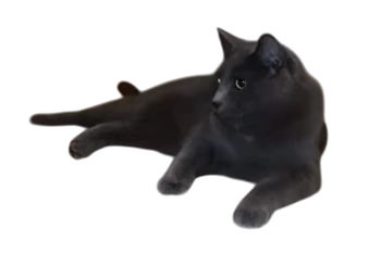Gibbyson | Talking Kitty Cat Wikia | Fandom