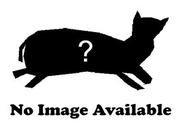 Heidi | Talking Kitty Cat Wikia | Fandom