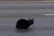 Sylvester | Talking Kitty Cat Wikia | Fandom