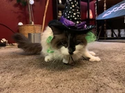 GG | Talking Kitty Cat Wikia | Fandom