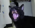 Sylvester | Talking Kitty Cat Wikia | Fandom