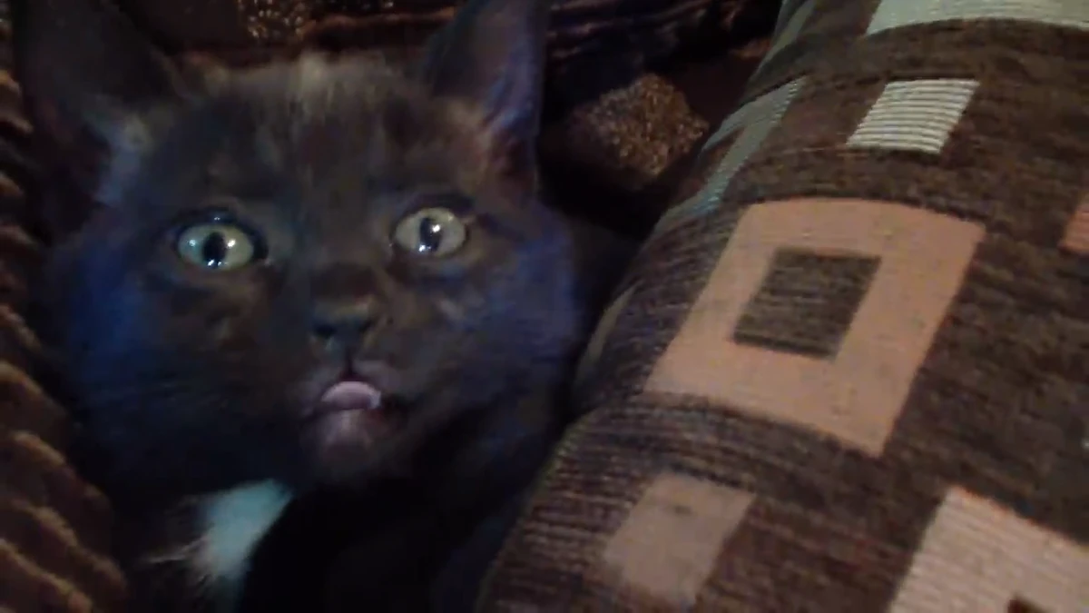 Episode 29 kitten sitting | Talking Kitty Cat Wikia | Fandom