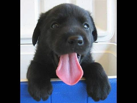 Cutest Puppy EVER (Black Lab) | Talking Kitty Cat Wikia | Fandom