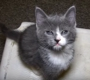 Talking Kitty Cat Wikia | Fandom