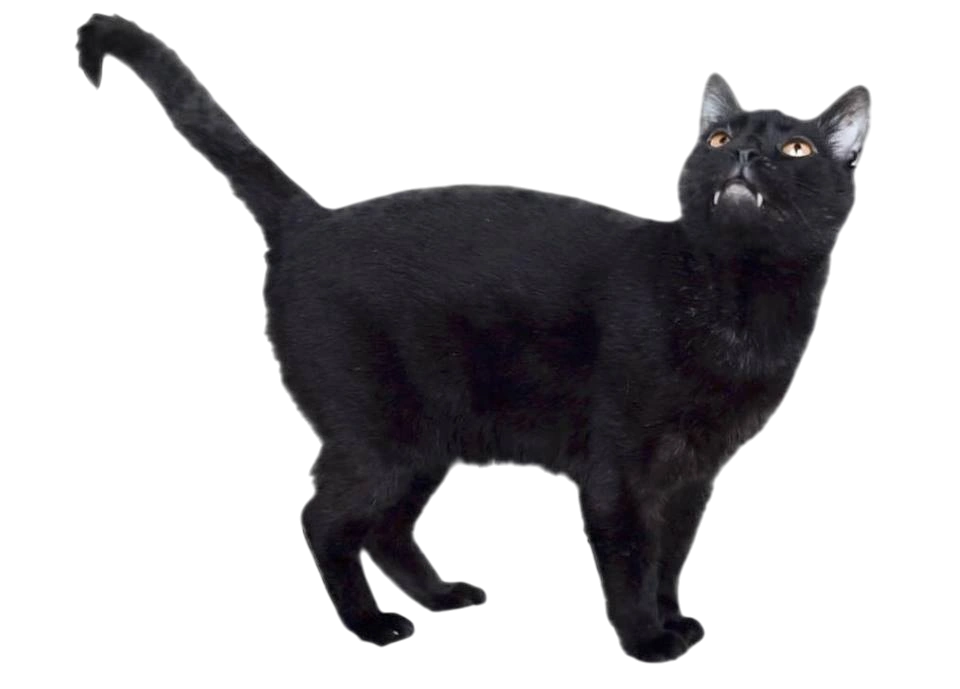 Sylvester | Talking Kitty Cat Wikia | Fandom