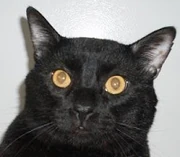 Talking Kitty Cat Wikia | Fandom