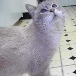 talking kitty autotune