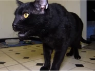 Sylvester | Talking Kitty Cat Wikia | Fandom