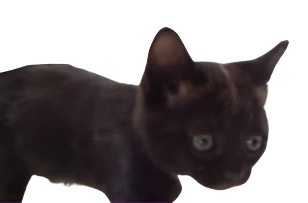 Izzy | Talking Kitty Cat Wikia | Fandom