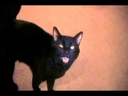 Talking Kitty Cat (Series) | Talking Kitty Cat Wikia | Fandom