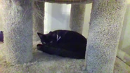 Sylvester | Talking Kitty Cat Wikia | Fandom
