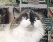 GG | Talking Kitty Cat Wikia | Fandom