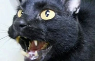 Sylvester | Talking Kitty Cat Wikia | Fandom