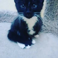 Izzy | Talking Kitty Cat Wikia | Fandom