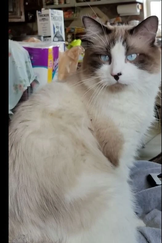 Sam Winchester | Talking Kitty Cat Wikia | Fandom