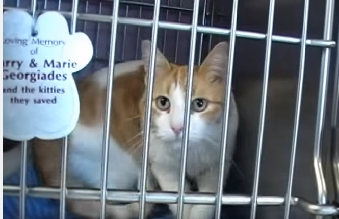 The Harry And Marie Cat | Talking Kitty Cat Wikia | Fandom