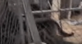 Todd's Dog | Talking Kitty Cat Wikia | Fandom