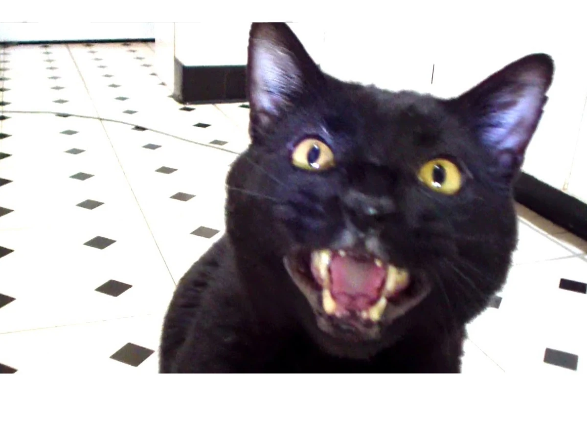 Characters | Talking Kitty Cat Wikia | Fandom