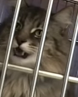 The "Southern Meow" Cat | Talking Kitty Cat Wikia | Fandom