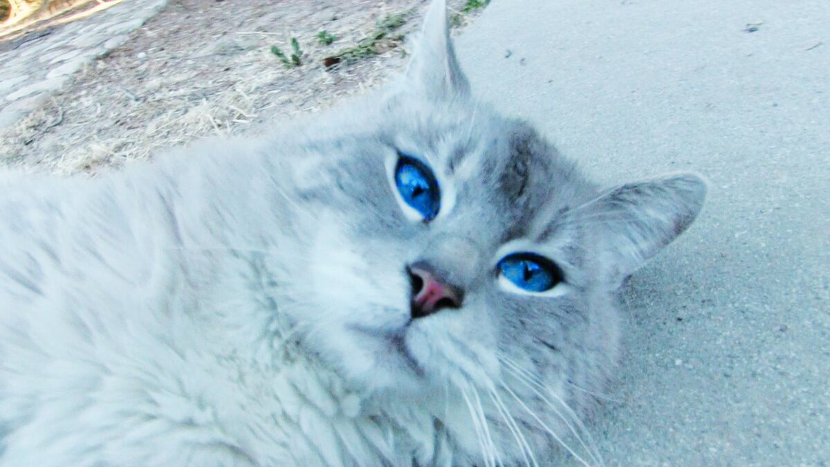 Gibson Talking Kitty Cat Wikia Fandom