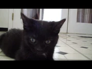 Talking Kitty Cat (Series) | Talking Kitty Cat Wikia | Fandom