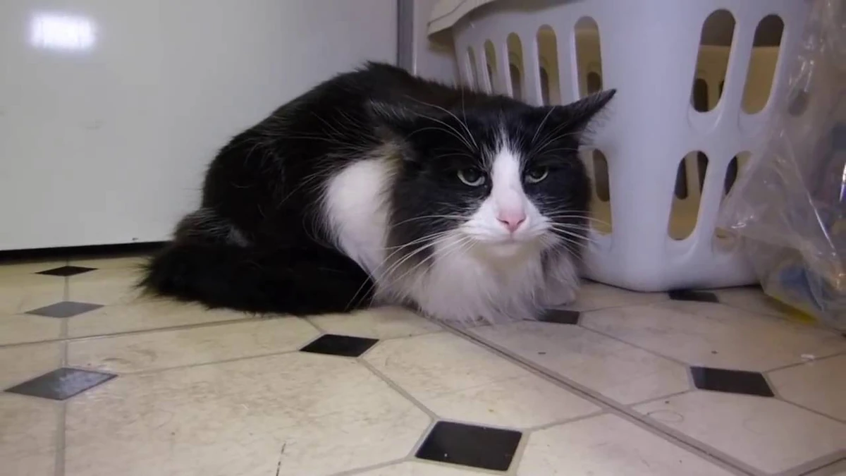 Missy | Talking Kitty Cat Wikia | Fandom