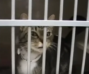 The Pick Me Cat | Talking Kitty Cat Wikia | Fandom