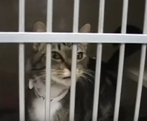 The Pick Me Cat | Talking Kitty Cat Wikia | Fandom