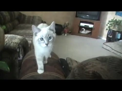 Characters | Talking Kitty Cat Wikia | Fandom