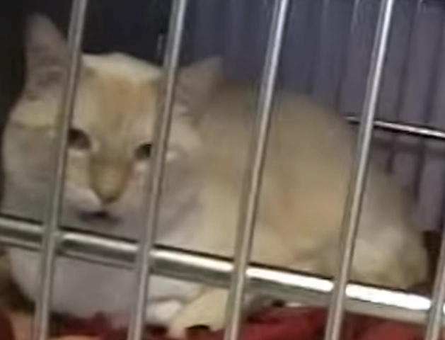 The "Meow Cat" | Talking Kitty Cat Wikia | Fandom