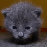 Gibbyson | Talking Kitty Cat Wikia | Fandom