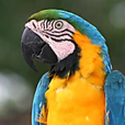 Talking Pierre | Talking Tom & Friends Wiki Español | Fandom