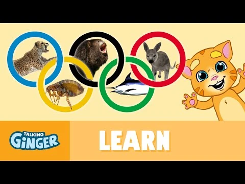 Talking Ginger's Animal Olympics | Wiki Talking Tom & Friends Français ...