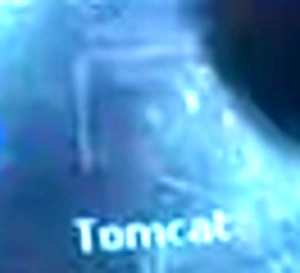 Tomcat (Talking Tom Cat Bootleg Samsung Galaxy Ace Port) | Talking Tom ...