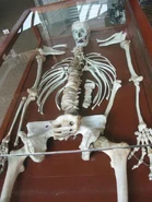 Julius Koch | Tallest People Wiki | Fandom