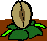 Sunless Shellnut | Tam Lin's Evolution Wiki | Fandom