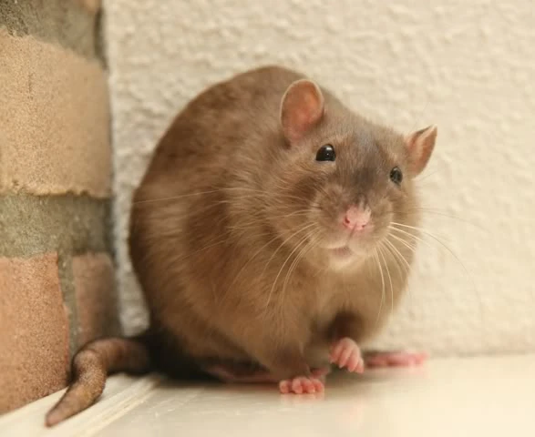 Burmees | Tamme Ratten wiki | Fandom