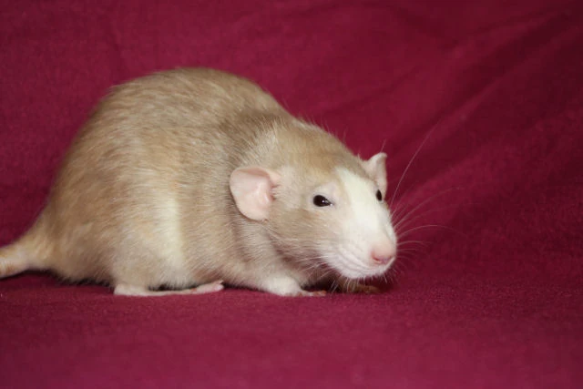 Bles | Tamme Ratten wiki | Fandom