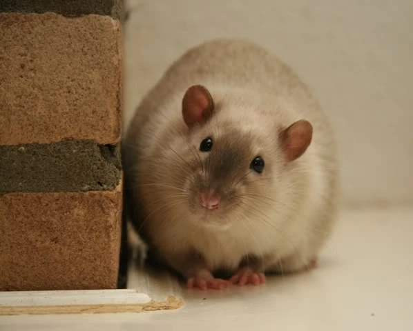 Siamees | Tamme Ratten wiki | Fandom