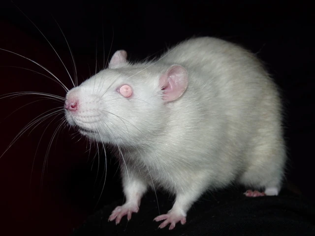 Wit-roodoog | Tamme Ratten wiki | Fandom