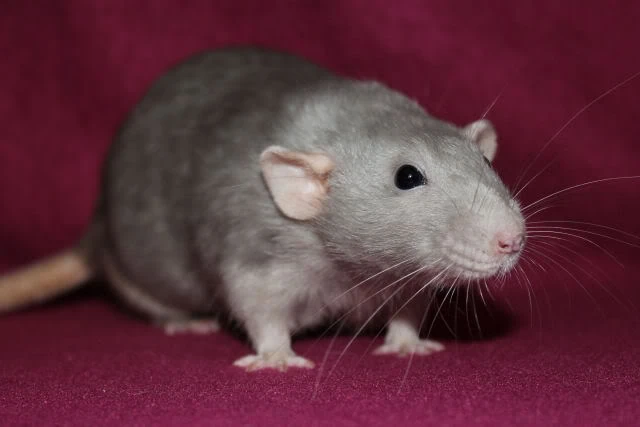 Amerikaans blauw | Tamme Ratten wiki | Fandom