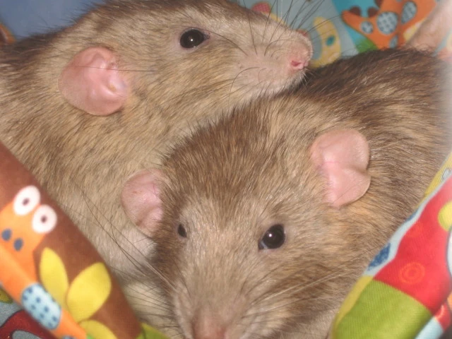 Amerikaans blauw agouti | Tamme Ratten wiki | Fandom