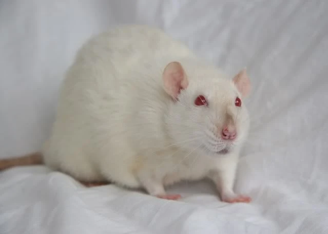 Himalayan | Tamme Ratten wiki | Fandom